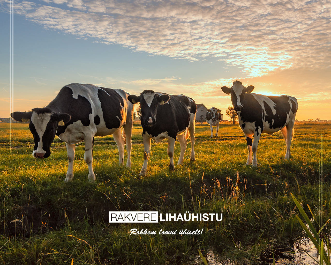 Taustapildid - Rakvere Lihaühistu